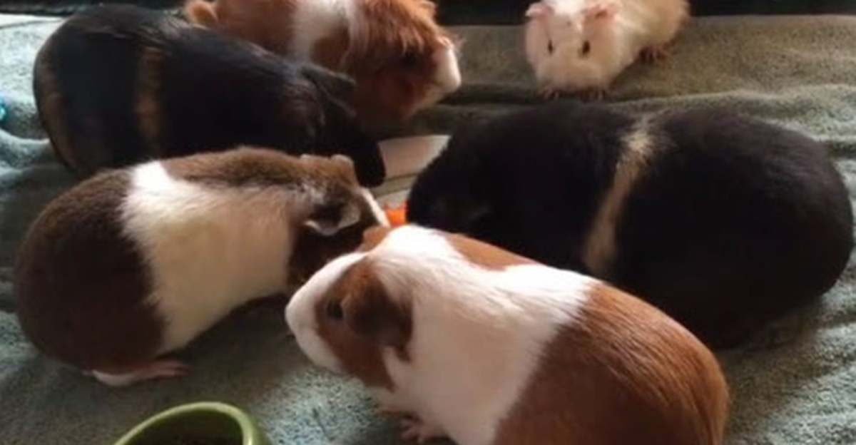 Switzerland Makes It Illegal To Own Just One Guinea Pig Because They ... Switzerland Makes It Illegal To Own Just One Guinea Pig Because They ...