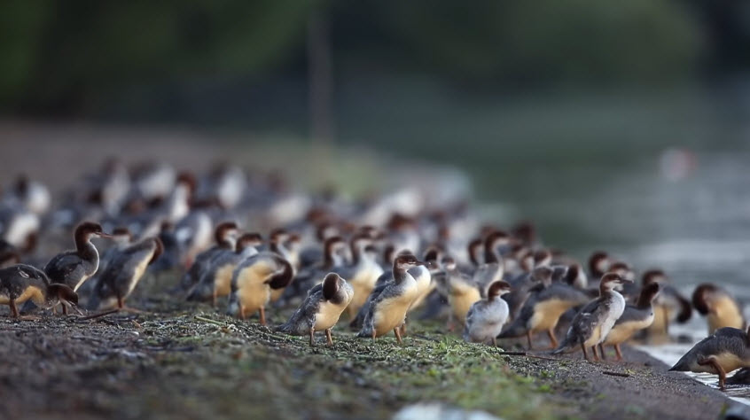 Ducklings Following The Duck