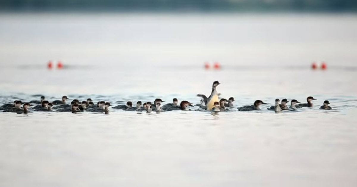 Ducklings Following The Duck