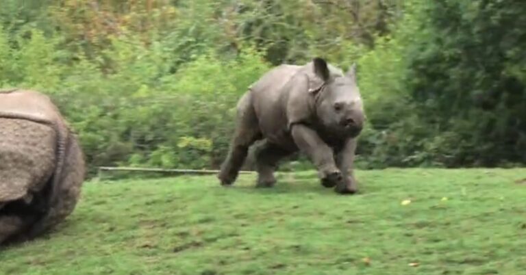 Baby Rhino Wants To Play In The Worst Way Inner Strength Zone