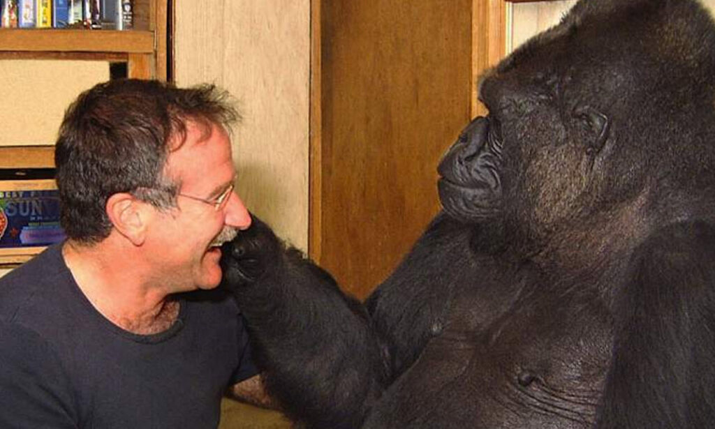 How Robin Williams Brought Laughter To A Grieving Gorilla - Weveryday ...